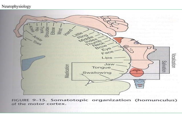 Central nervous system detail power point | PPT