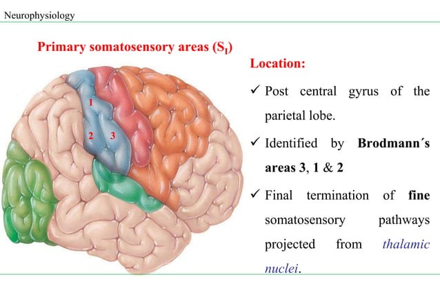 Central nervous system detail power point | PPT