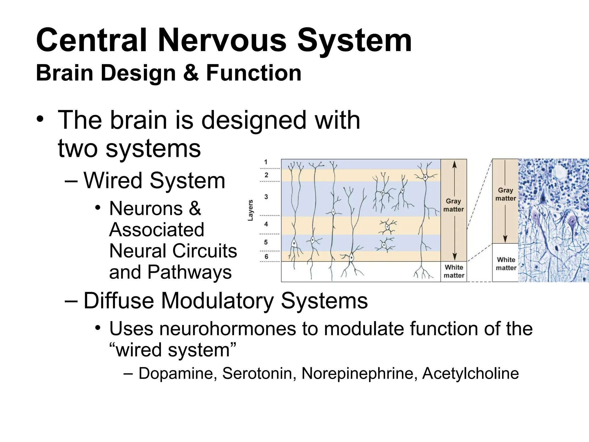 Central Nervous System and its importance | PPT