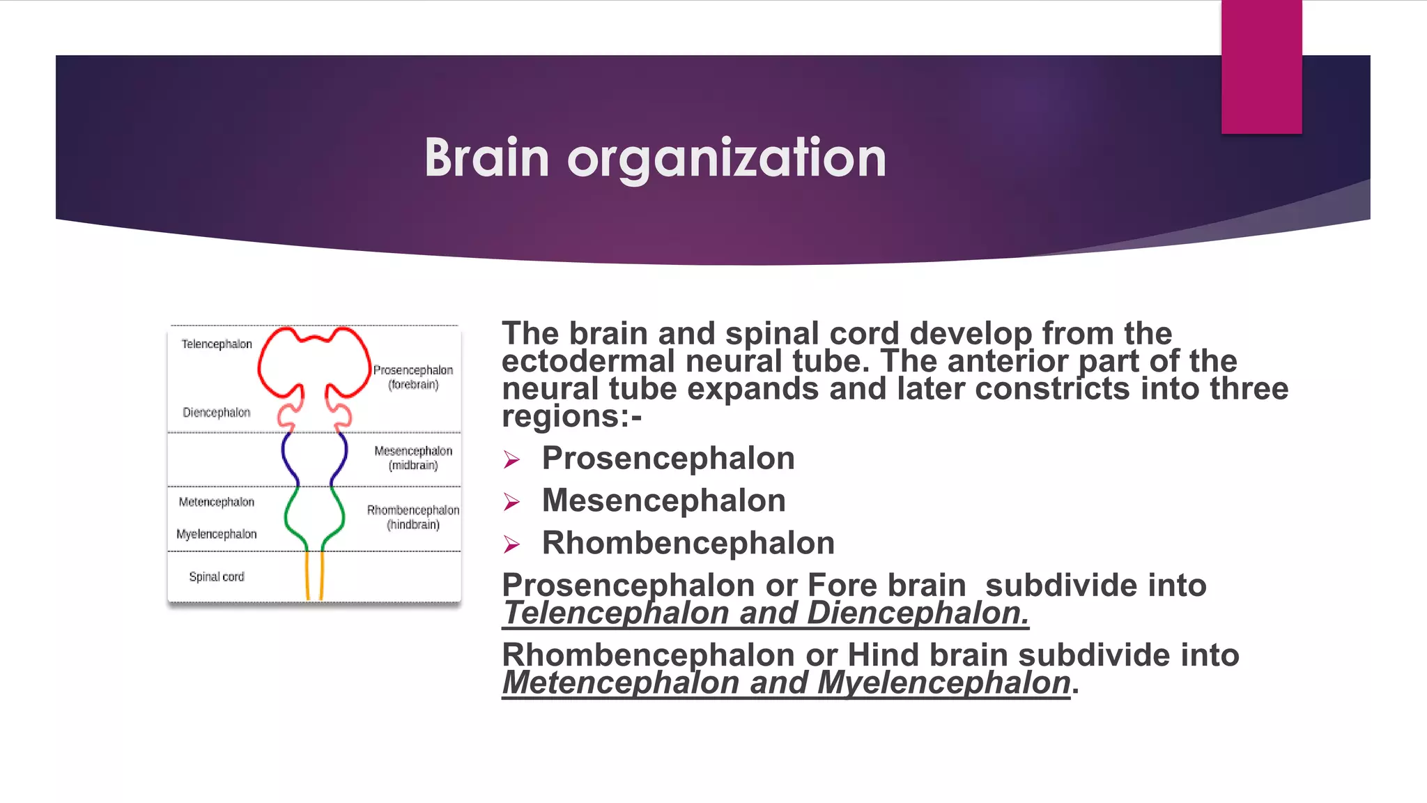 CNS Anatomy & Functions. | PDF