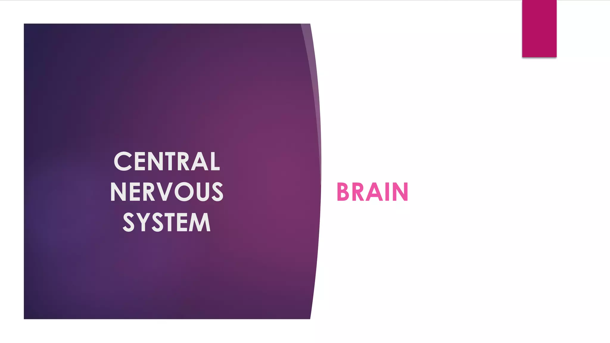 CNS Anatomy & Functions. | PDF