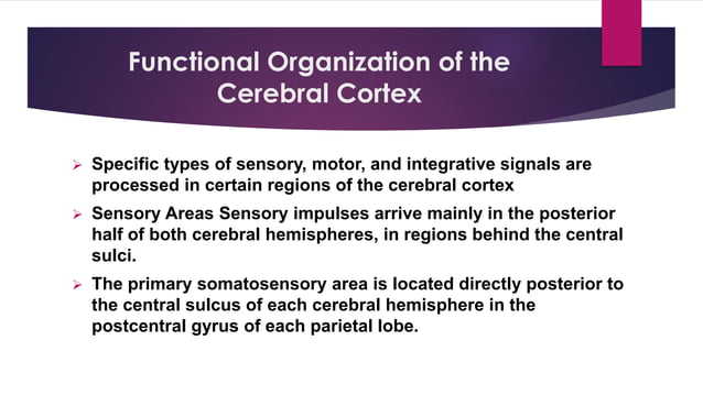 CNS Anatomy & Functions. | PDF | Brain and Nervous System Disorders ...