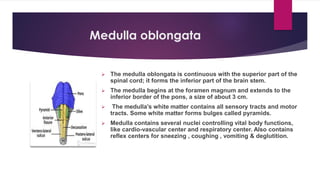 CNS Anatomy & Functions. | PDF