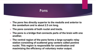 CNS Anatomy & Functions. | PDF