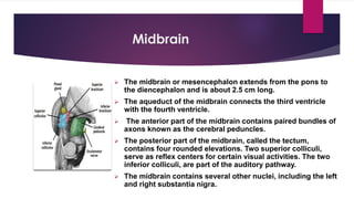 CNS Anatomy & Functions. | PDF | Brain and Nervous System Disorders ...