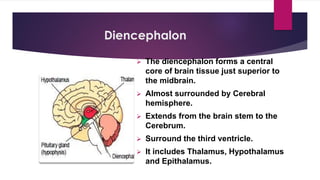CNS Anatomy & Functions. | PDF
