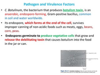 cns - bacteria DDDDDDDDDDDDDDDDDDDD2.pptx