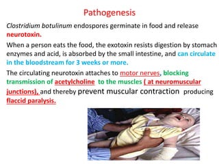 cns - bacter ia 2.pptx