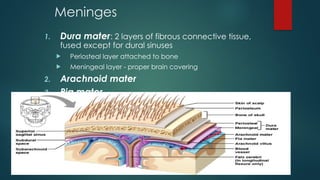 CNS-Brain-Cerebrum-Fall 2024presentation | PPTX