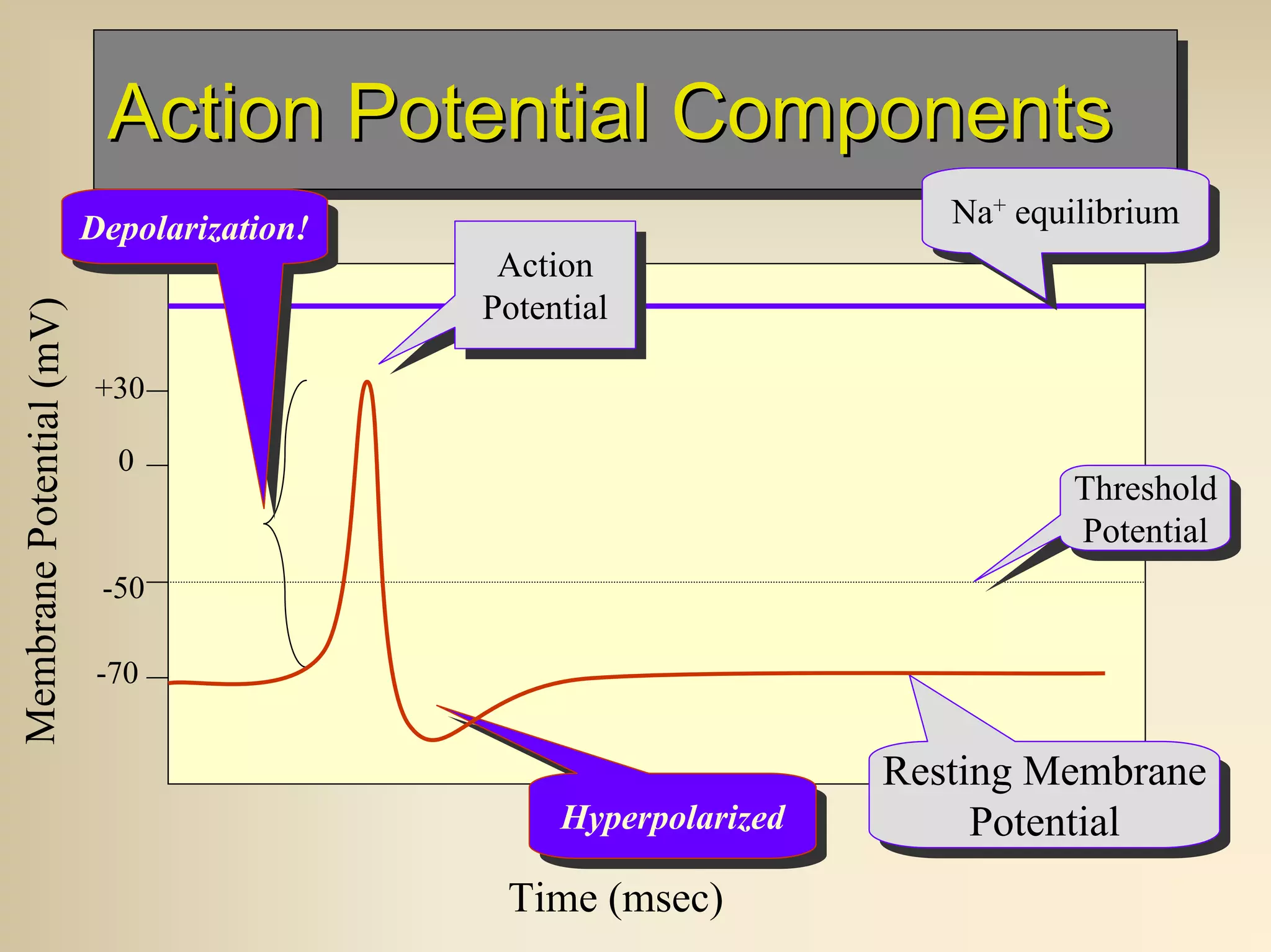 cns-drugs.pdf