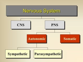 cns-drugs.pdf