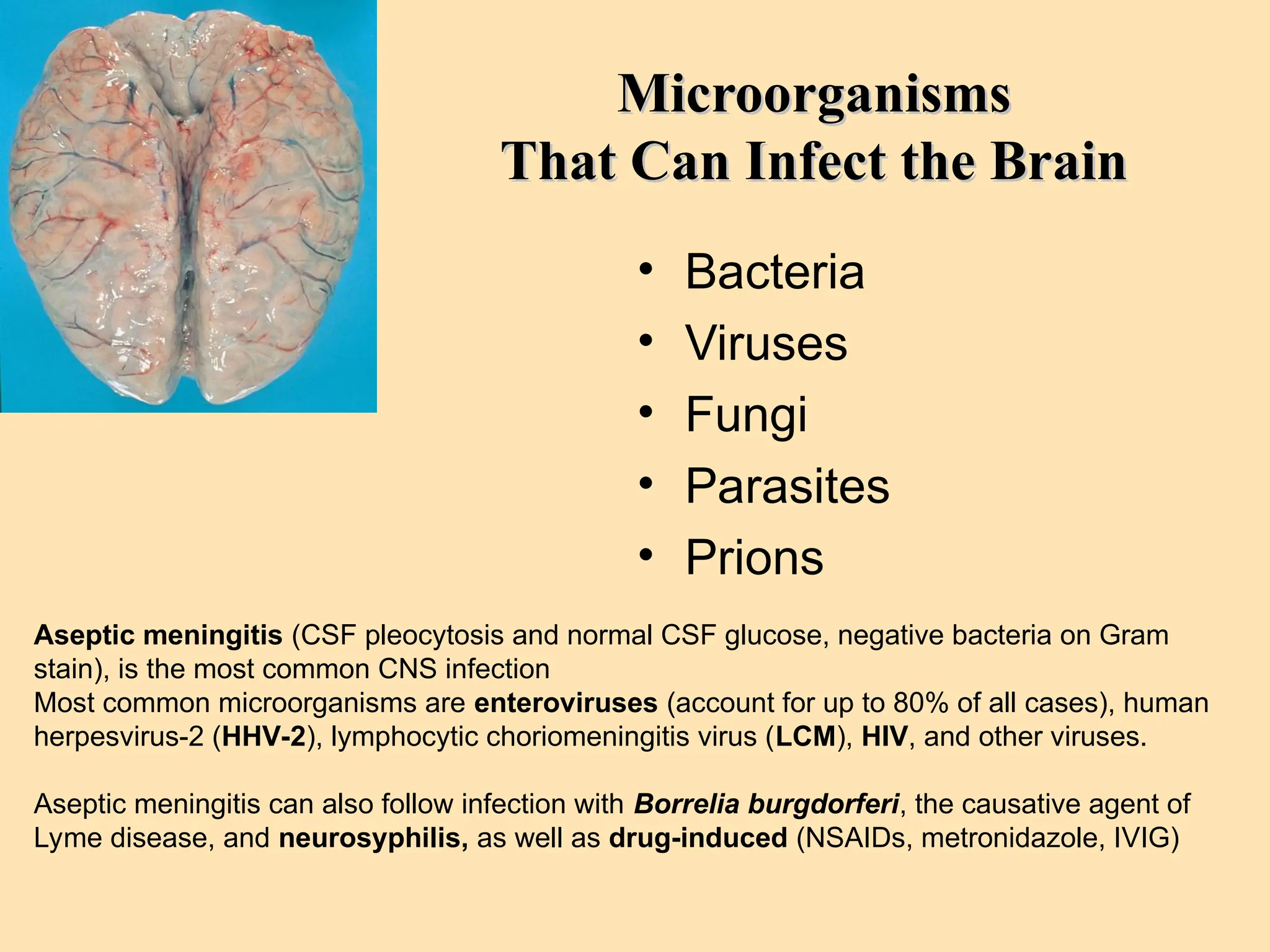 Infections of the Central neuron system .ppt