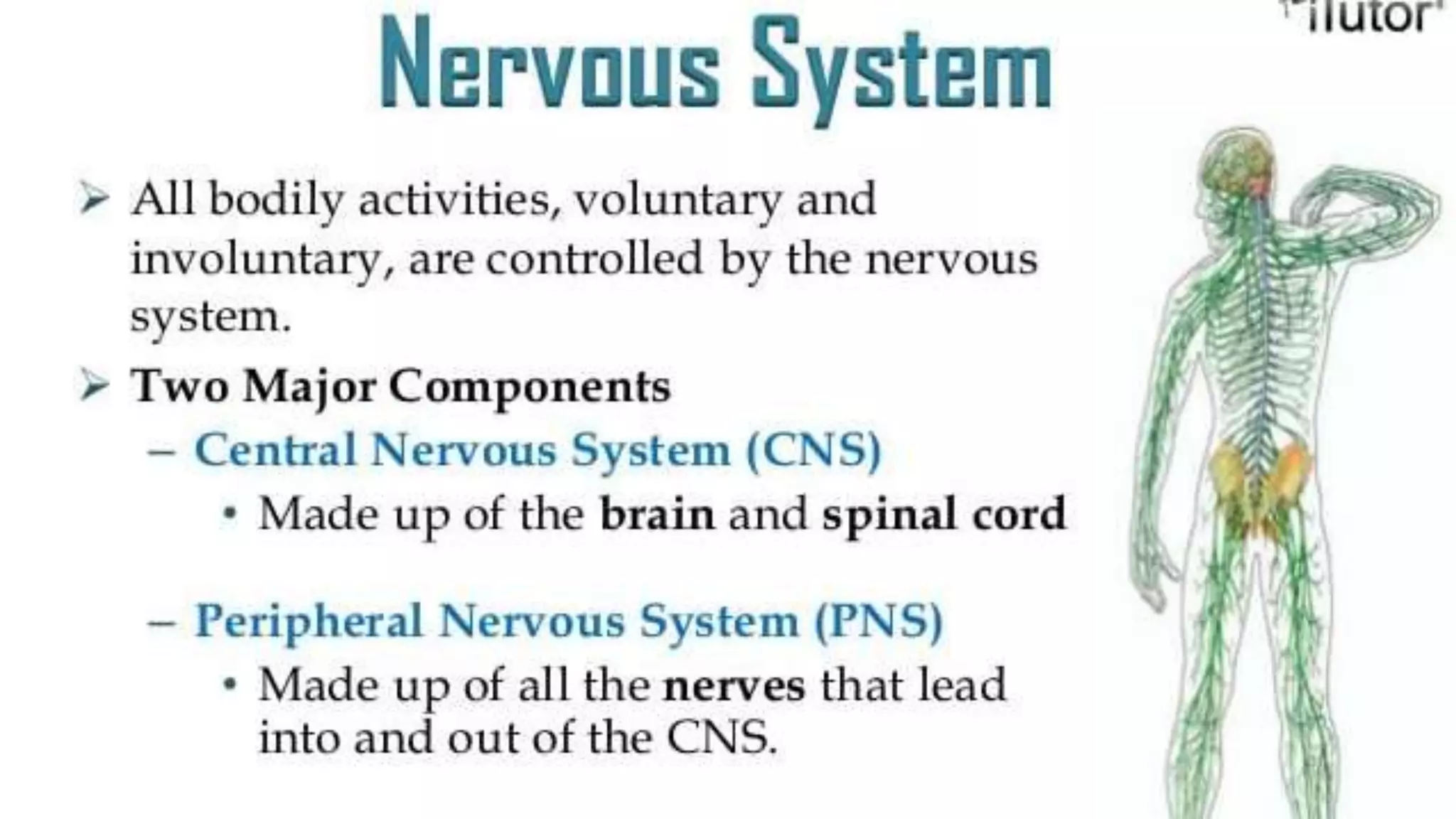 CNS - Introduction and Organisation Lecture 1.pptx