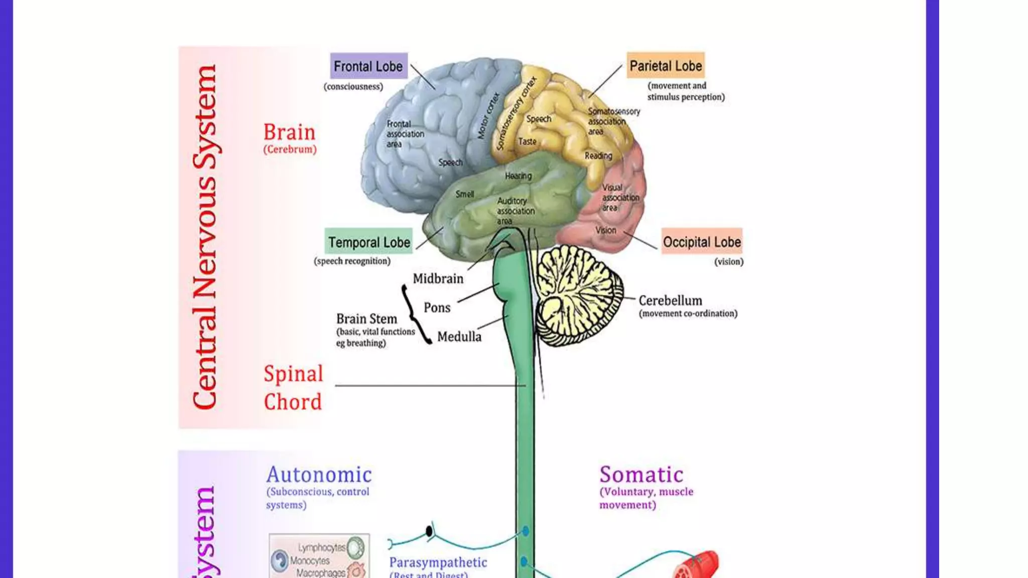 CNS - Introduction and Organisation Lecture 1.pptx