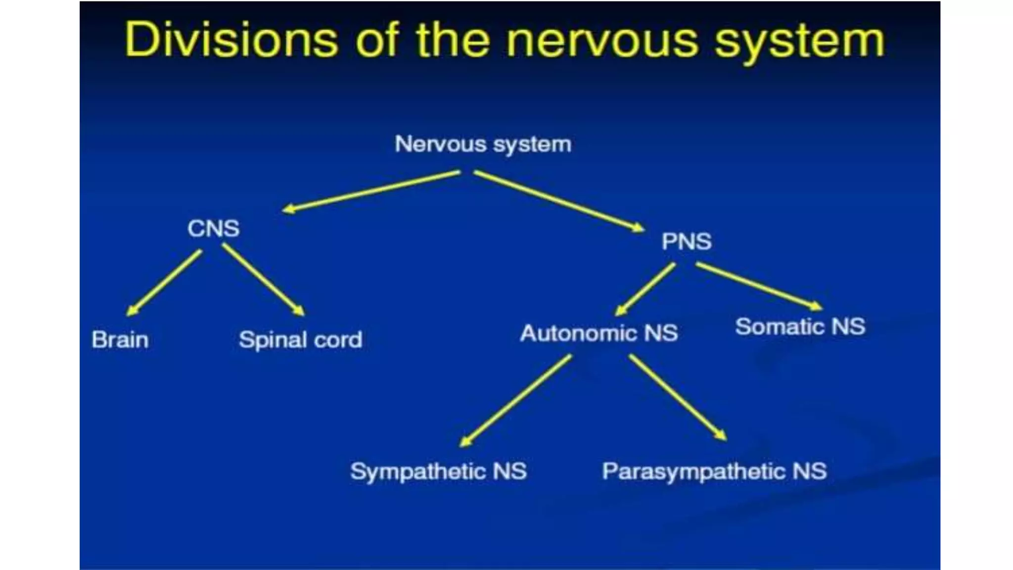 CNS - Introduction and Organisation Lecture 1.pptx