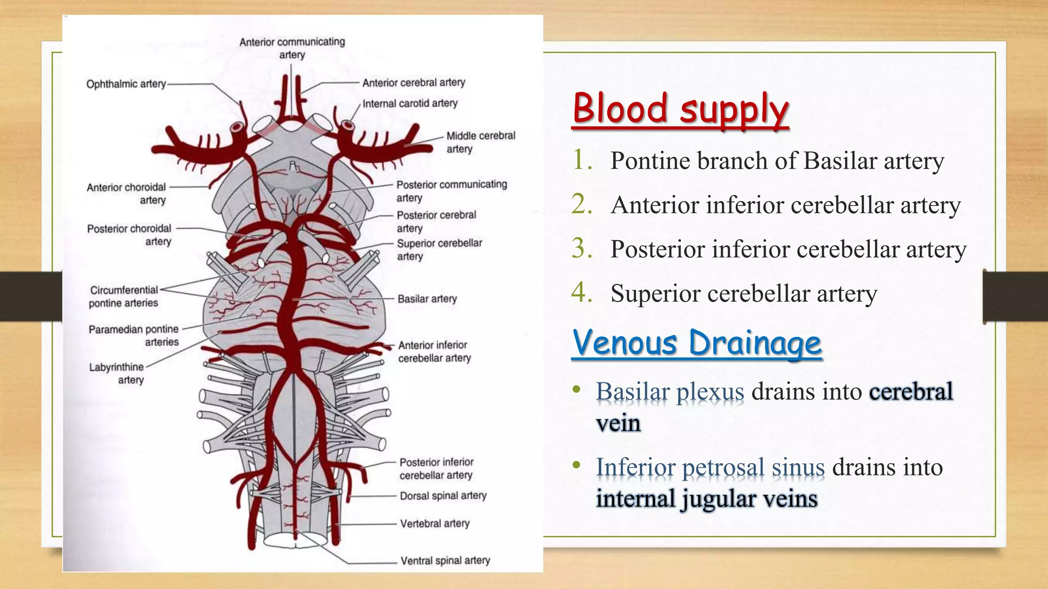pons CNS neurophysiology | PPTX
