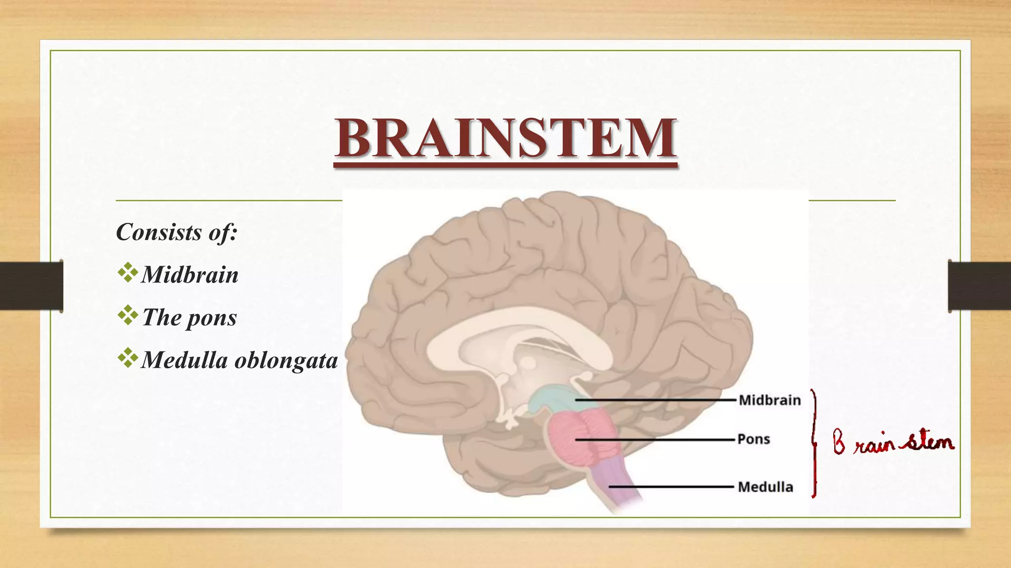 pons CNS neurophysiology | PPTX