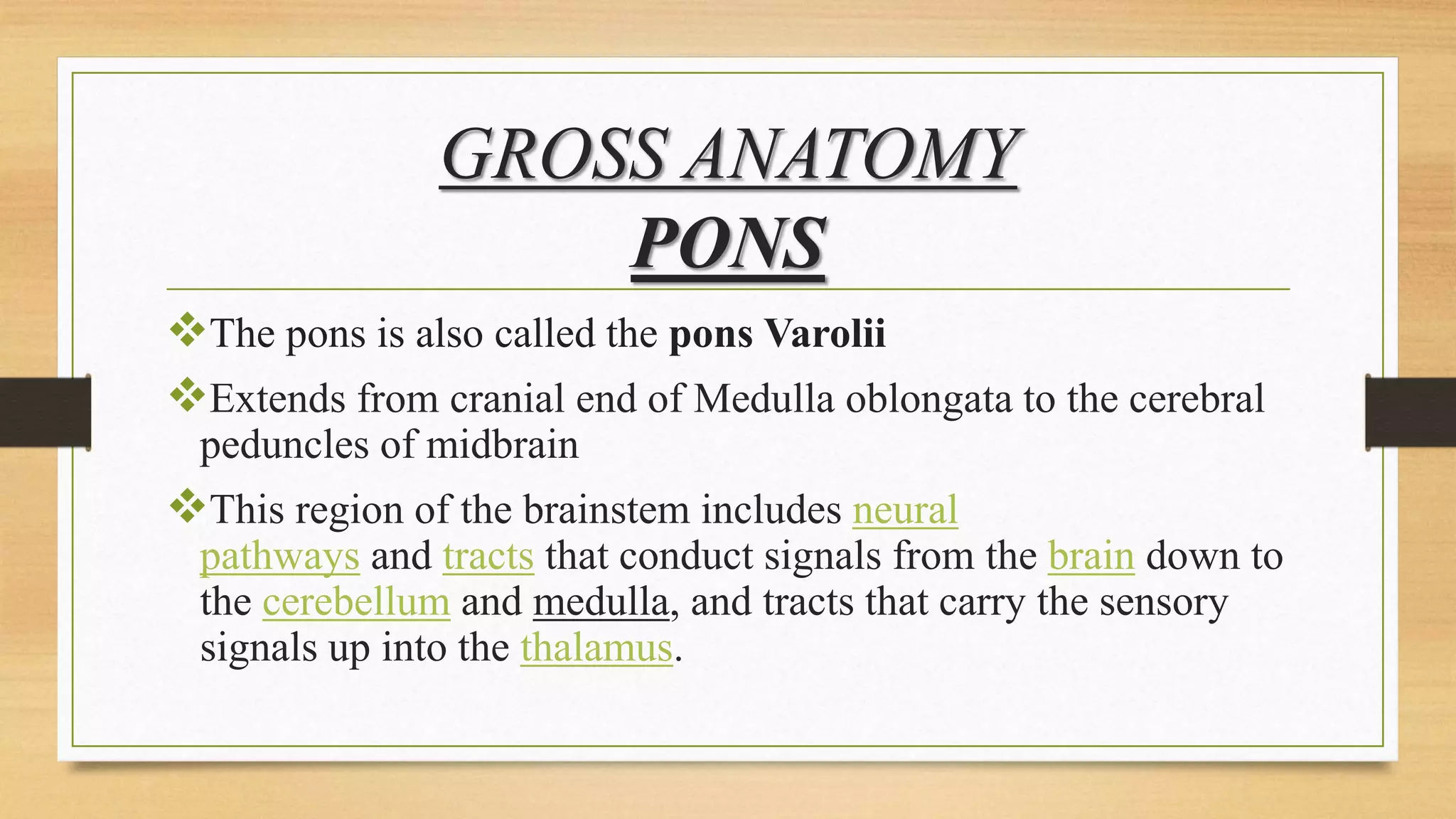 pons CNS neurophysiology | PPTX