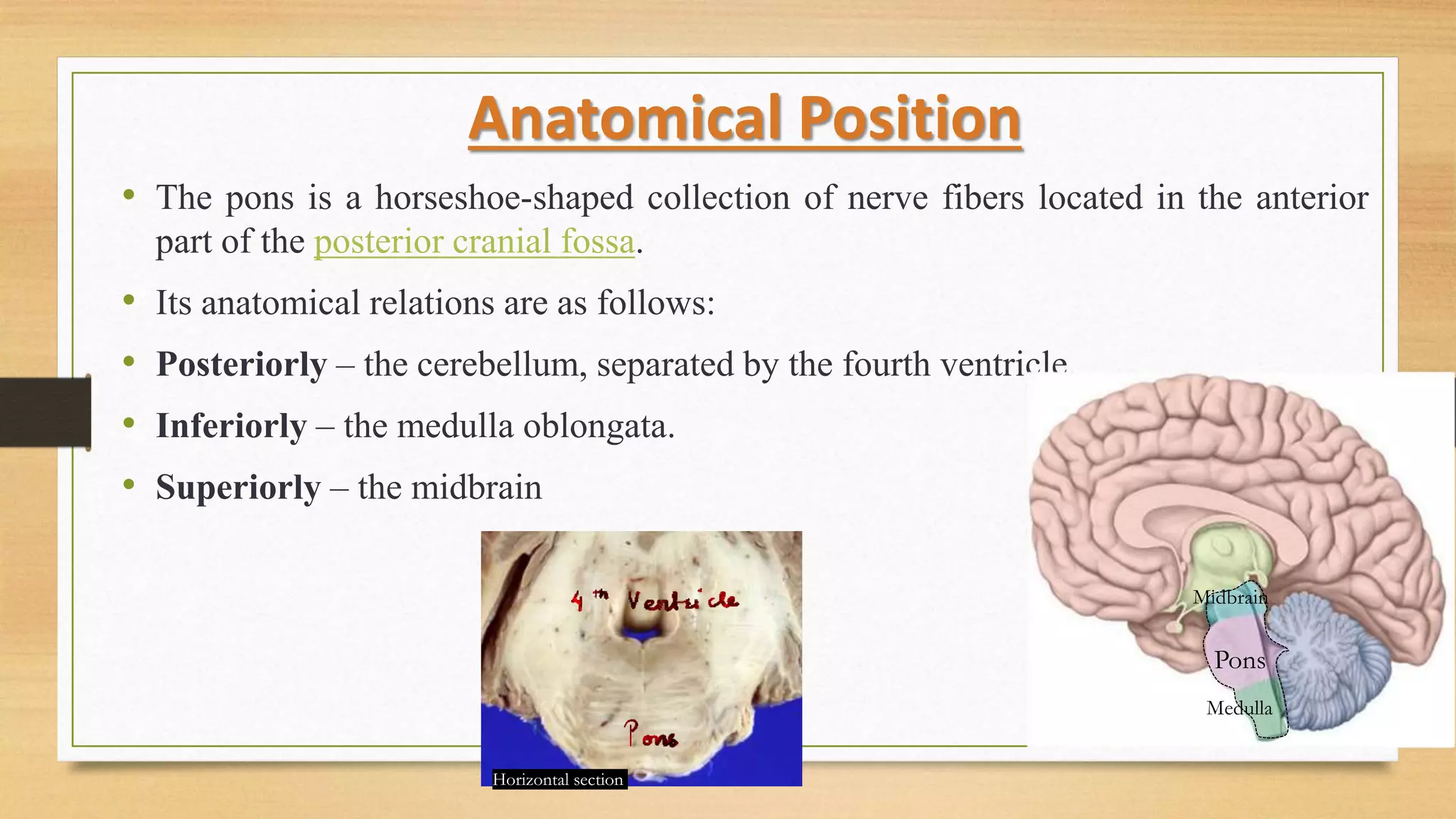 pons CNS neurophysiology | PPTX