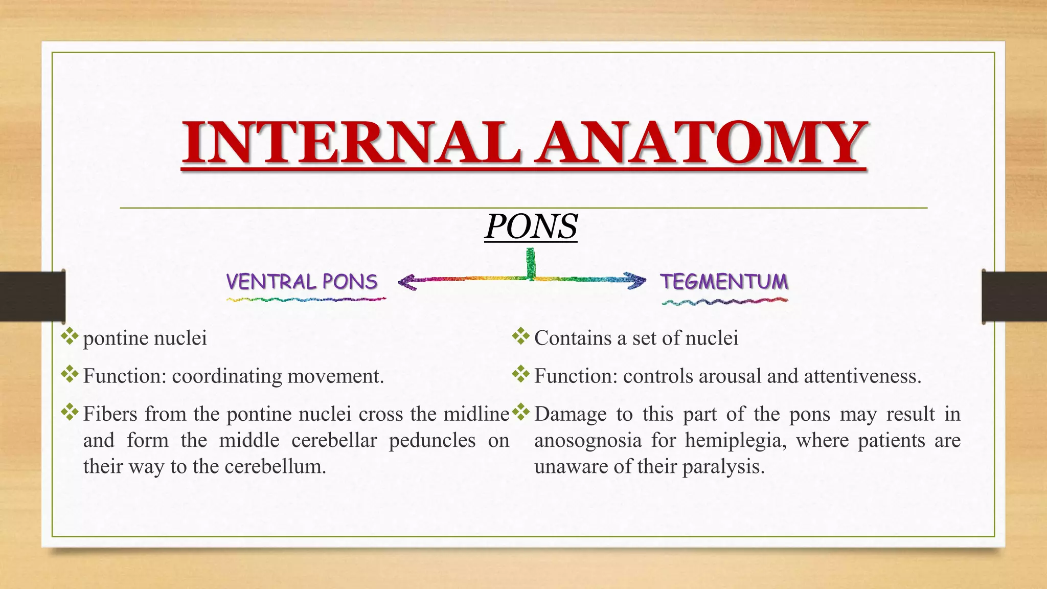 pons CNS neurophysiology | PPTX