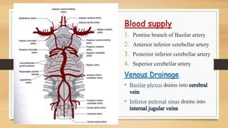 pons CNS neurophysiology | PPTX