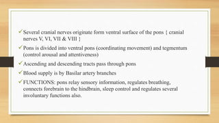 pons CNS neurophysiology | PPTX
