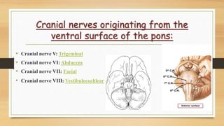pons CNS neurophysiology | PPTX