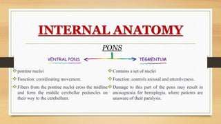 pons CNS neurophysiology | PPTX