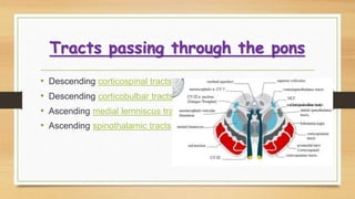 pons CNS neurophysiology | PPTX