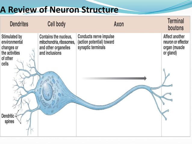 Human Central Nervous System CNS -PPT.pptx