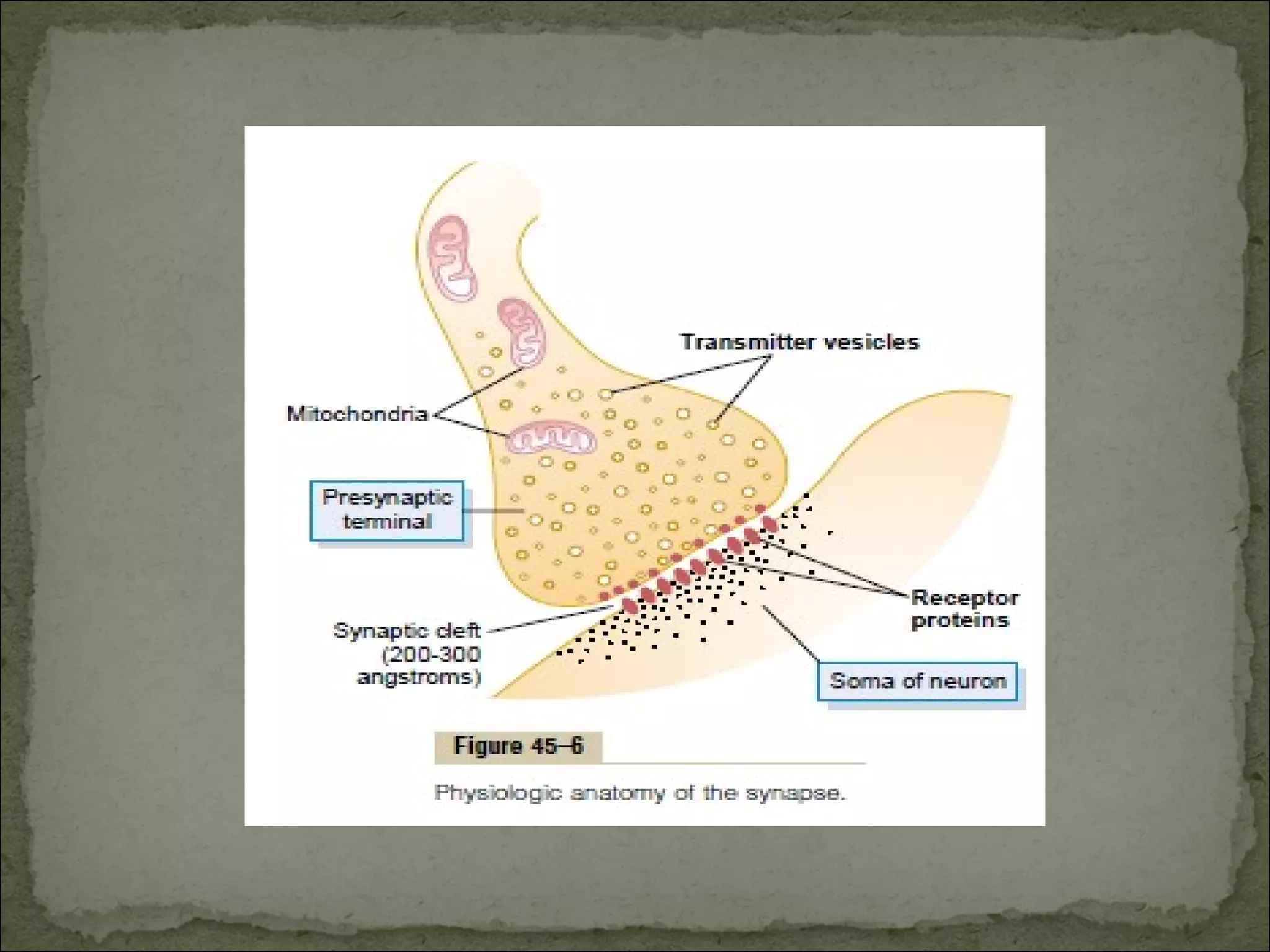 Central Nervous System, Complete CNS Physiology, MBBS | PPT