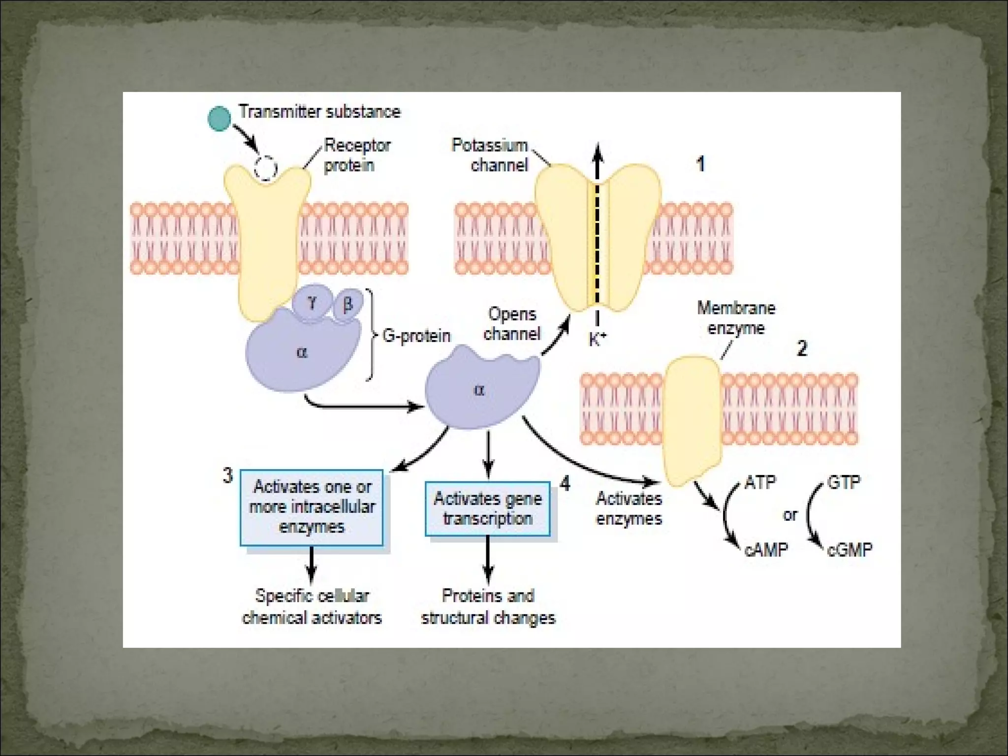 Central Nervous System, Complete CNS Physiology, MBBS | PPT