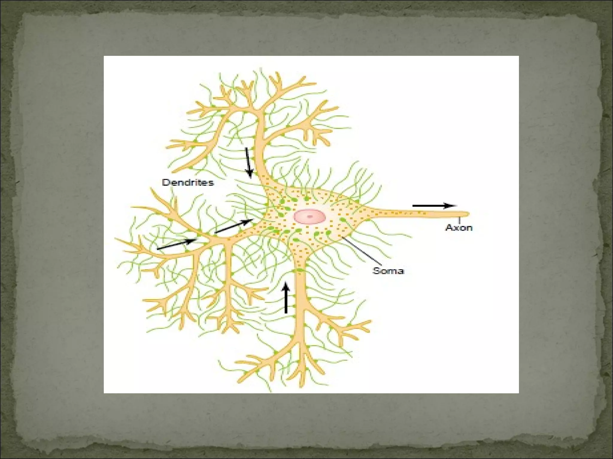 Central Nervous System, Complete CNS Physiology, MBBS | PPT