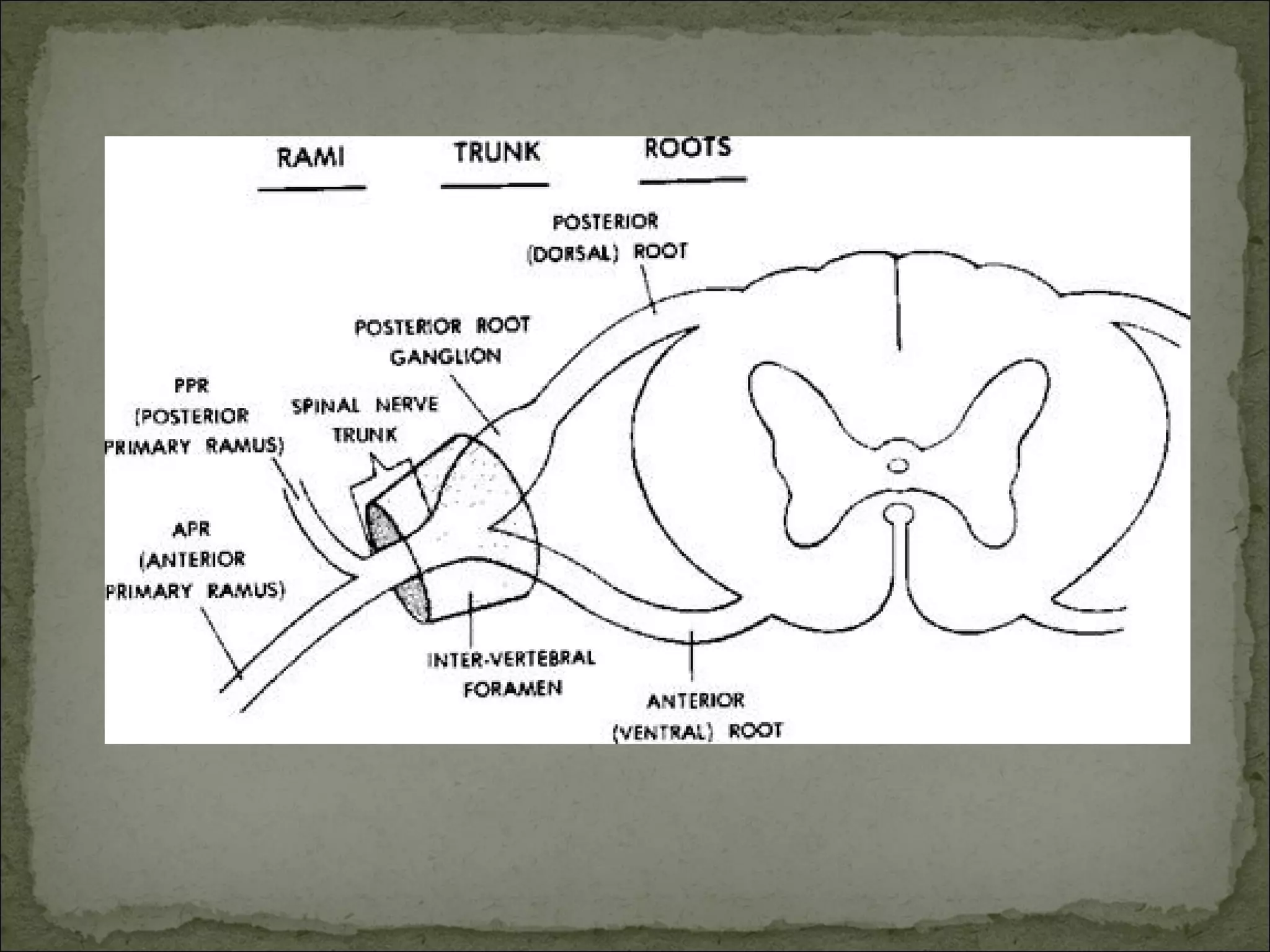 Central Nervous System, Complete CNS Physiology, MBBS | PPT | Brain and ...