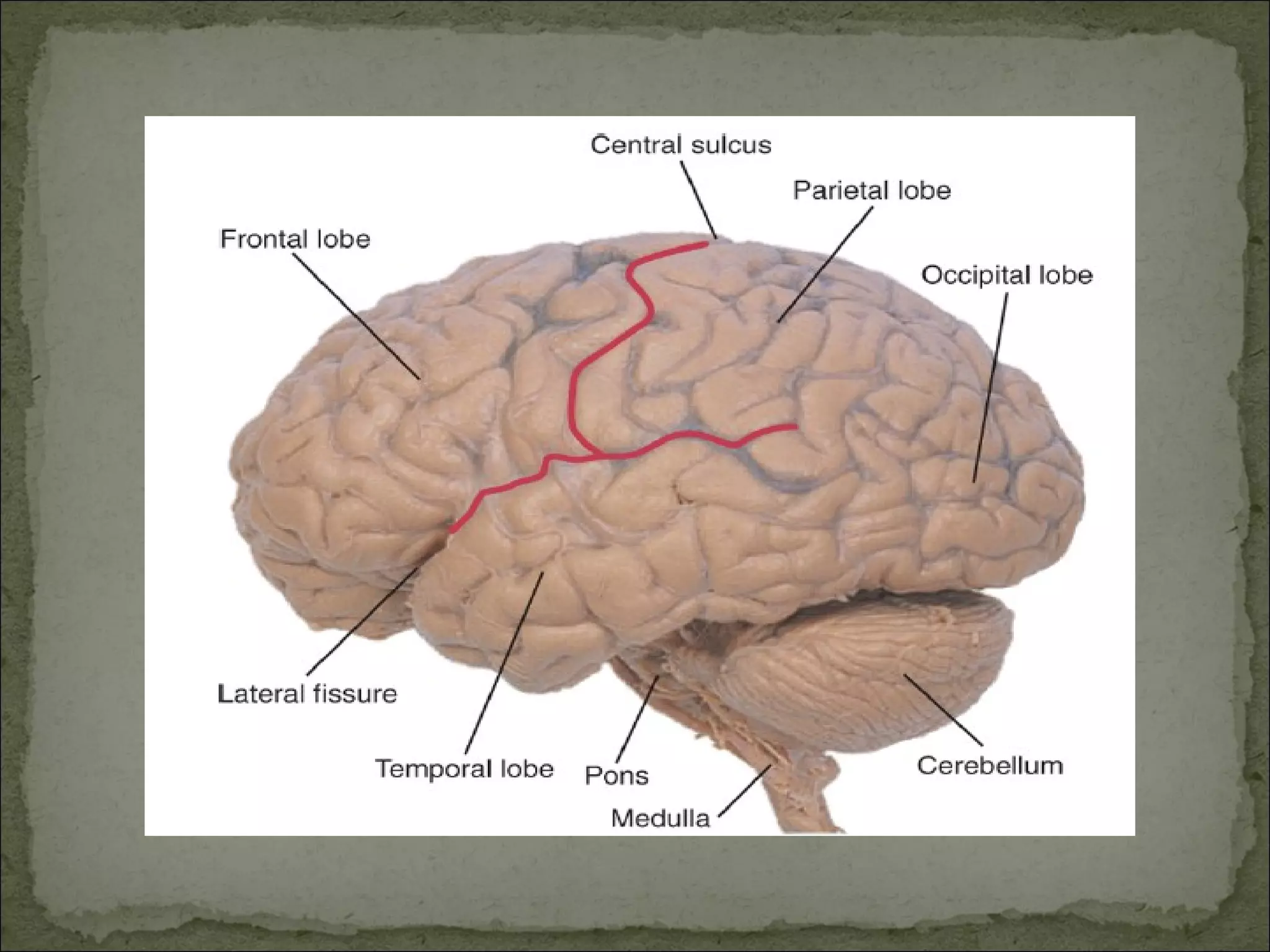 Central Nervous System, Complete CNS Physiology, MBBS | PPT