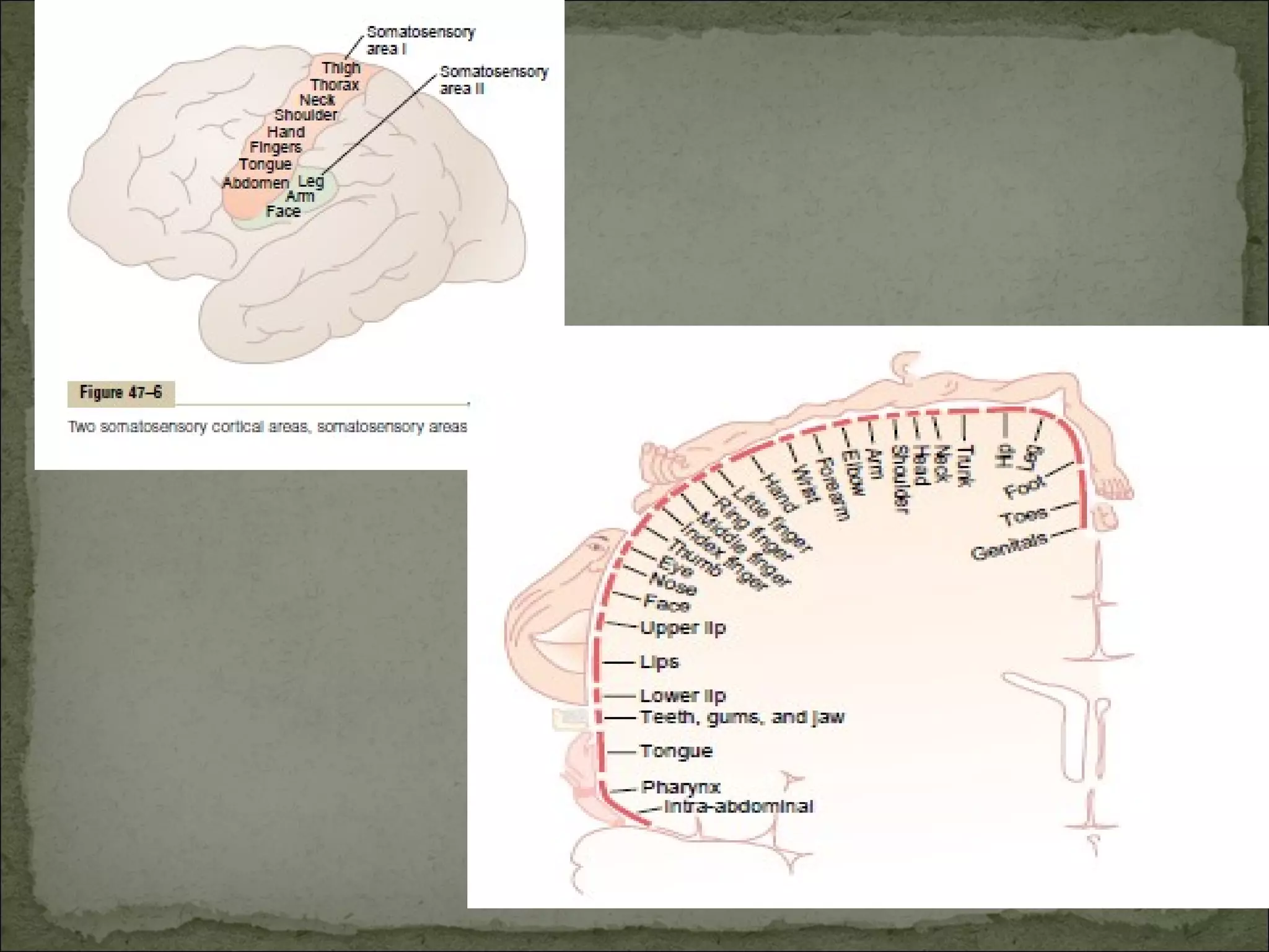 Central Nervous System, Complete CNS Physiology, MBBS | PPT | Brain and ...