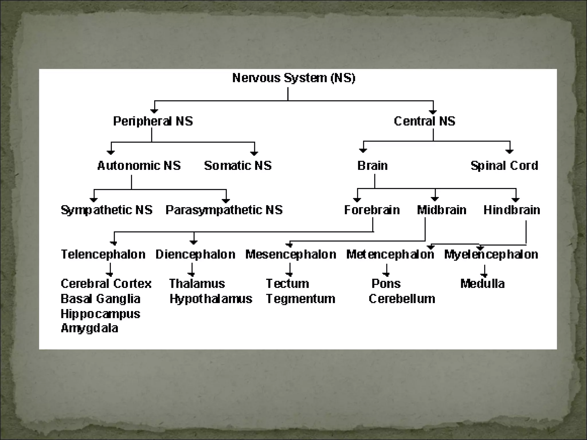 Central Nervous System, Complete CNS Physiology, MBBS | PPT