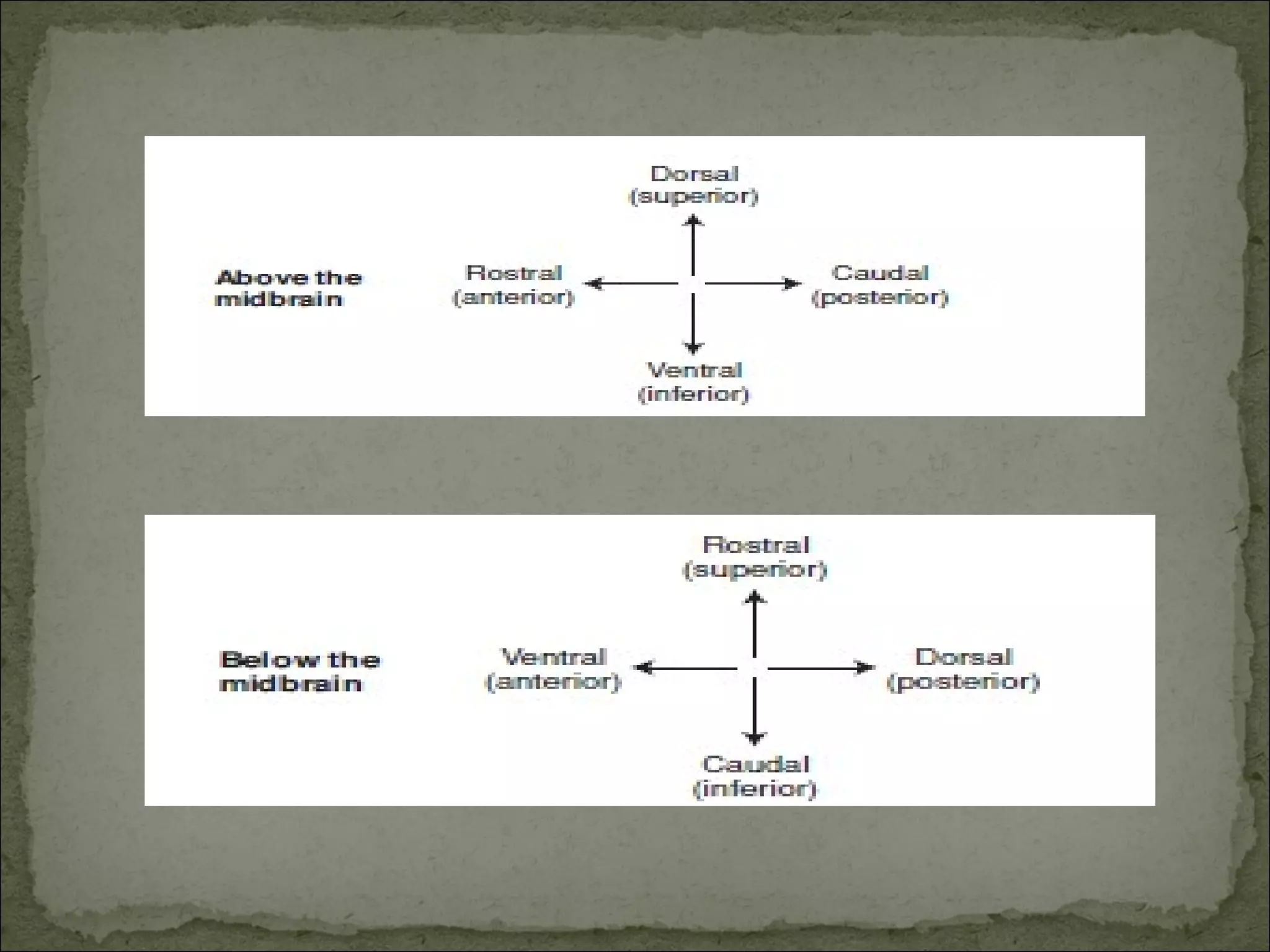 Central Nervous System, Complete CNS Physiology, MBBS | PPT