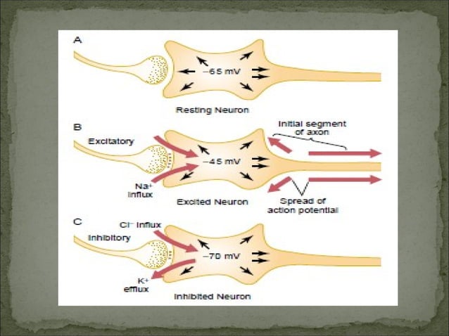 Central Nervous System, Complete CNS Physiology, MBBS | PPT | Brain and ...