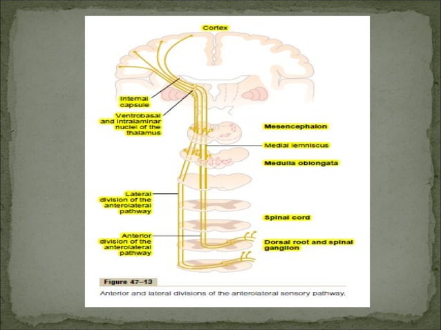 Central Nervous System, Complete CNS Physiology, MBBS | PPT | Brain and ...