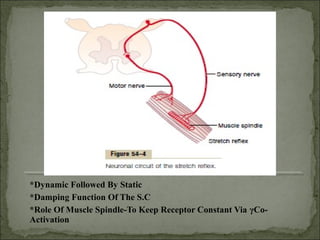 Central Nervous System, Complete CNS Physiology, MBBS | PPT