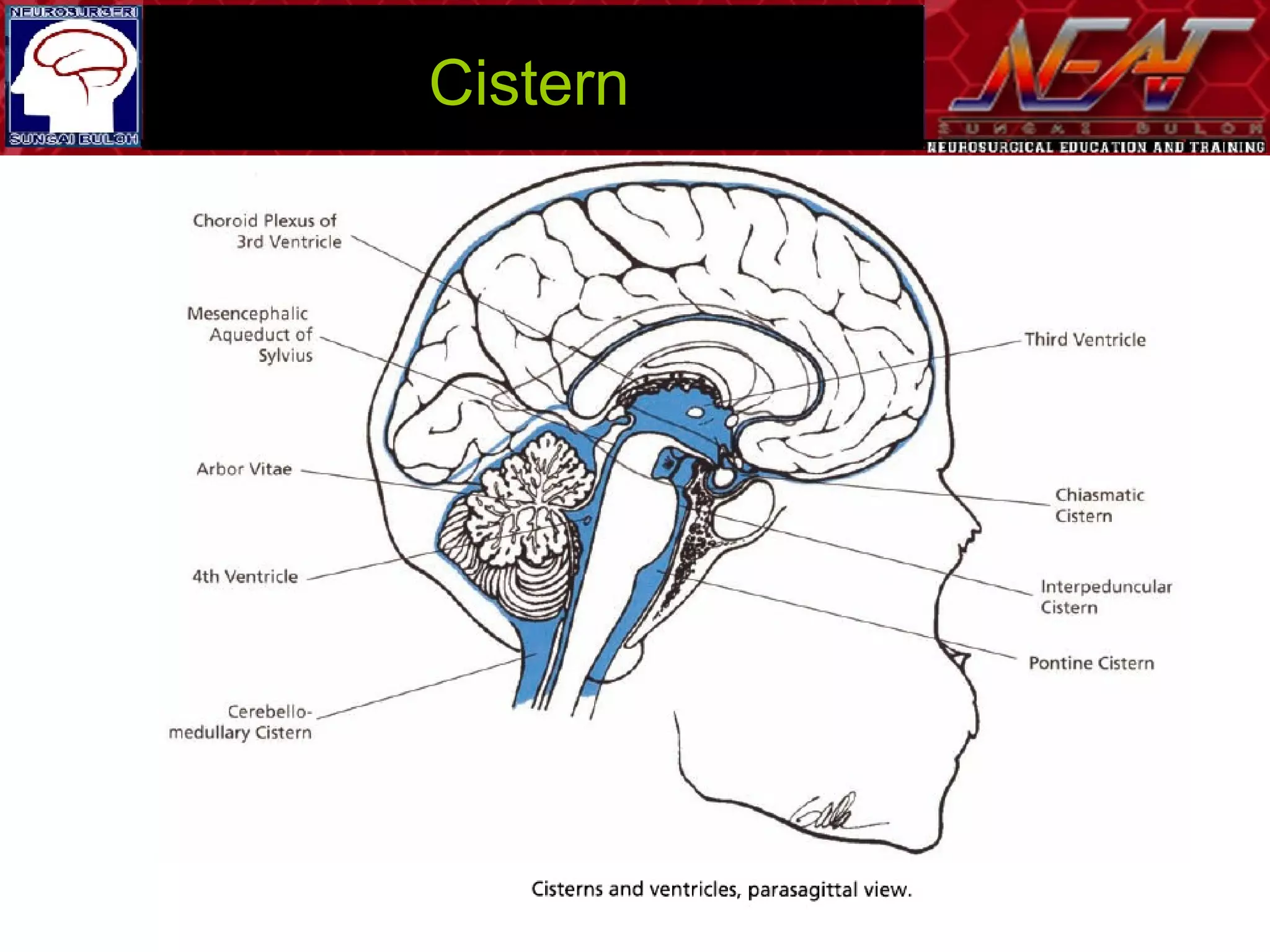 Applied Surgical Anatomy of the Brain and Spinal Cord | PPT