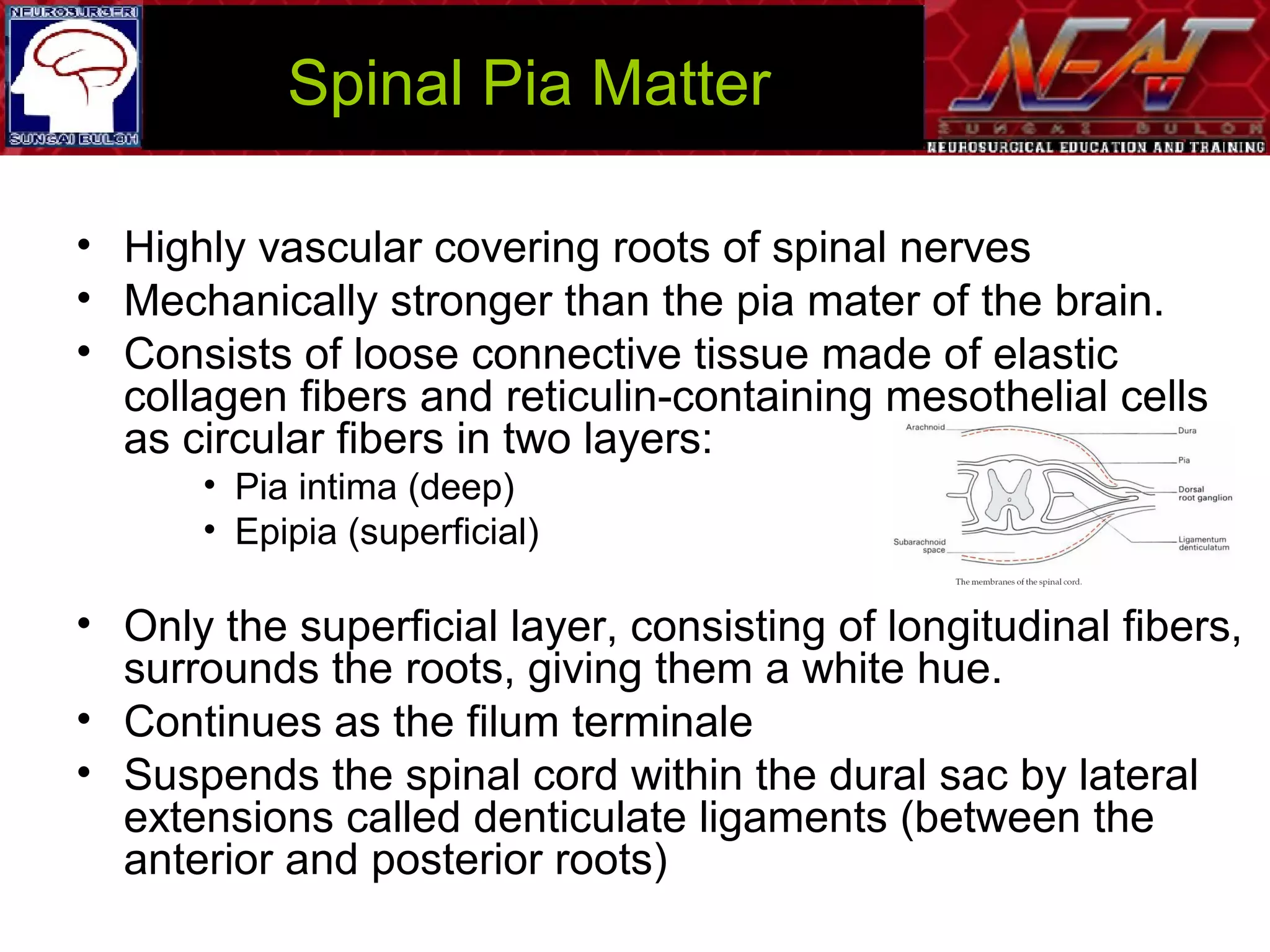Applied Surgical Anatomy of the Brain and Spinal Cord | PPT