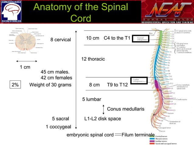 Applied Surgical Anatomy of the Brain and Spinal Cord | PPT