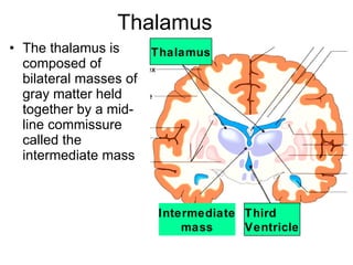 Intermediate Mass Of Thalamus