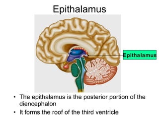 Epithalamus Diagram