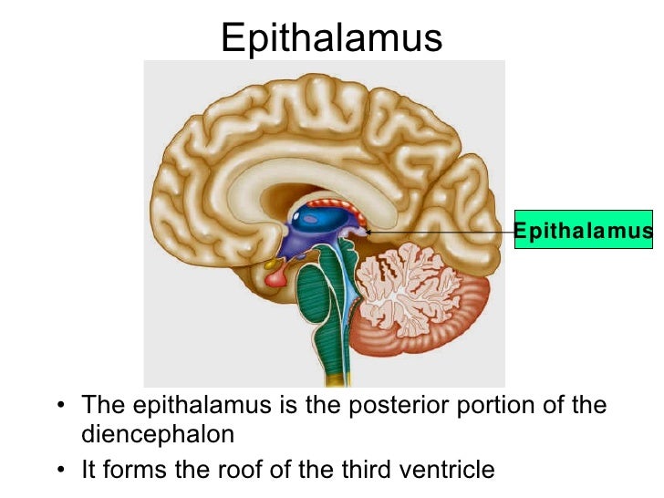 Epithalamus || Med-koM