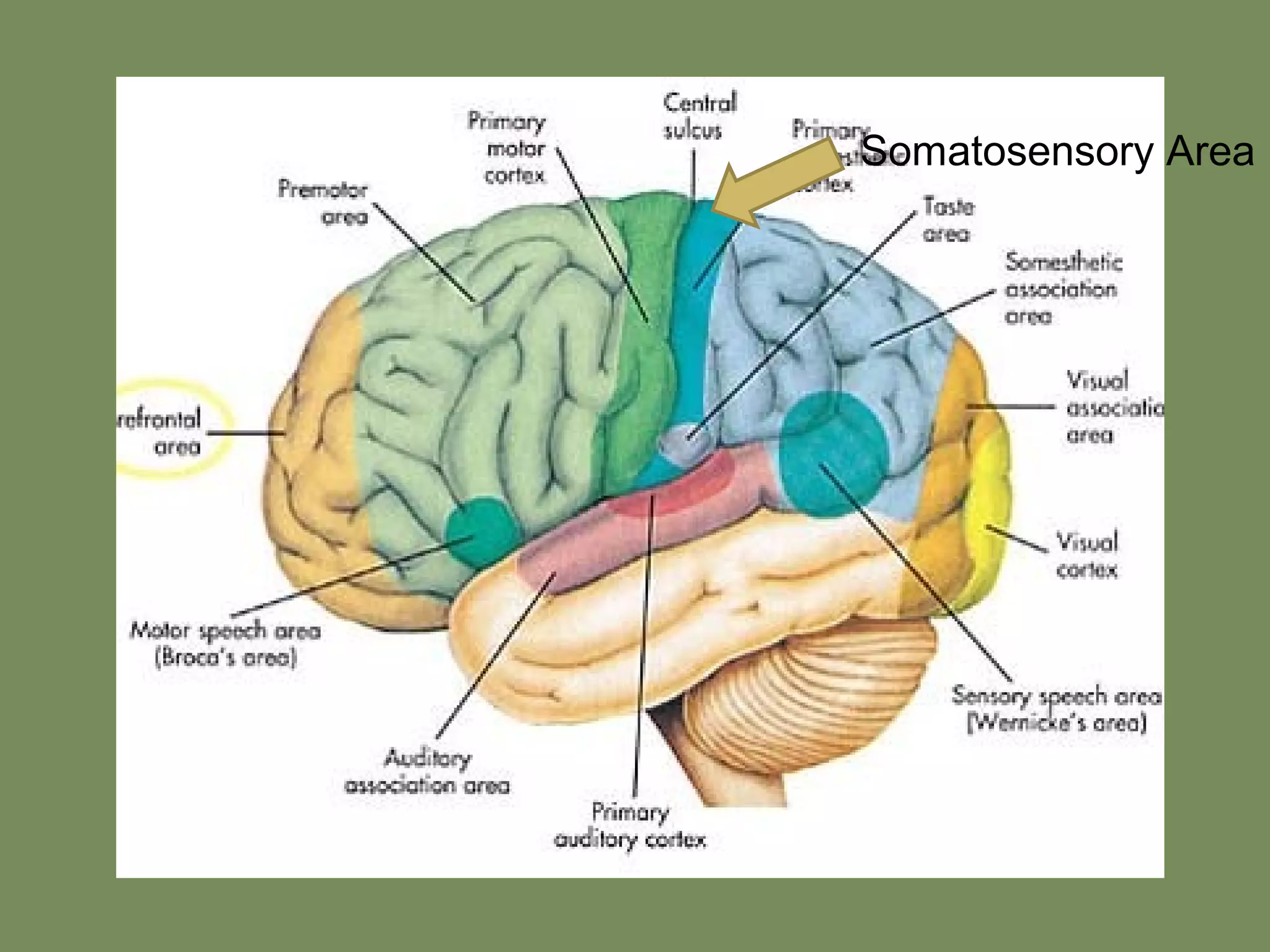 Central Nervous system: Brain | PPT