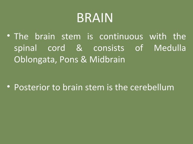 Central Nervous system: Brain | PPT