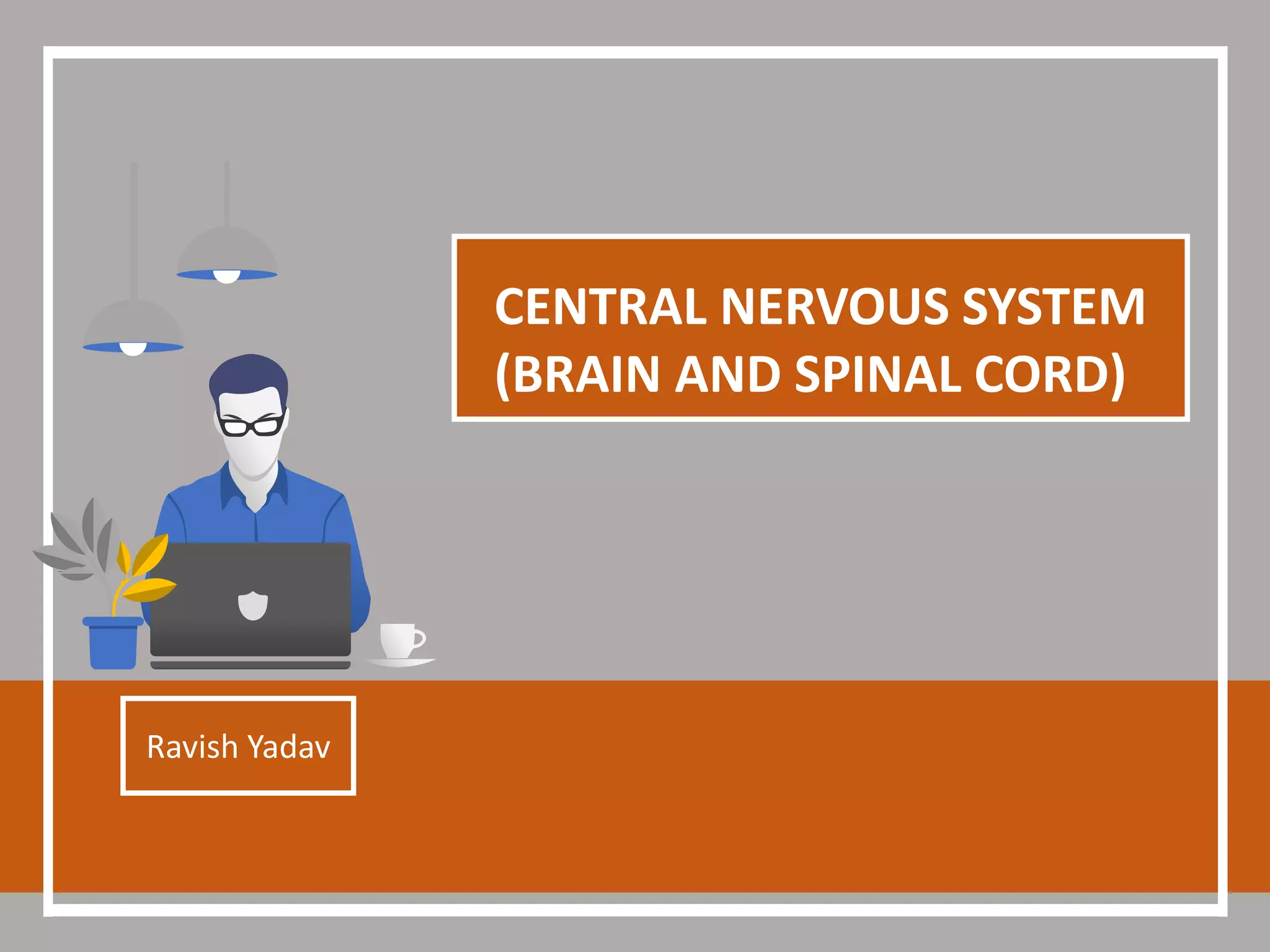 Central nervous system (brain and spinal cord) CNS | PPTX